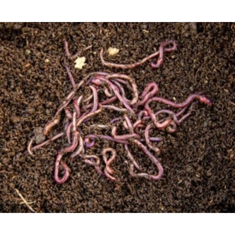 African Night Crawler Worm Price & Promotion - Aug 2021| BigGo Malaysia