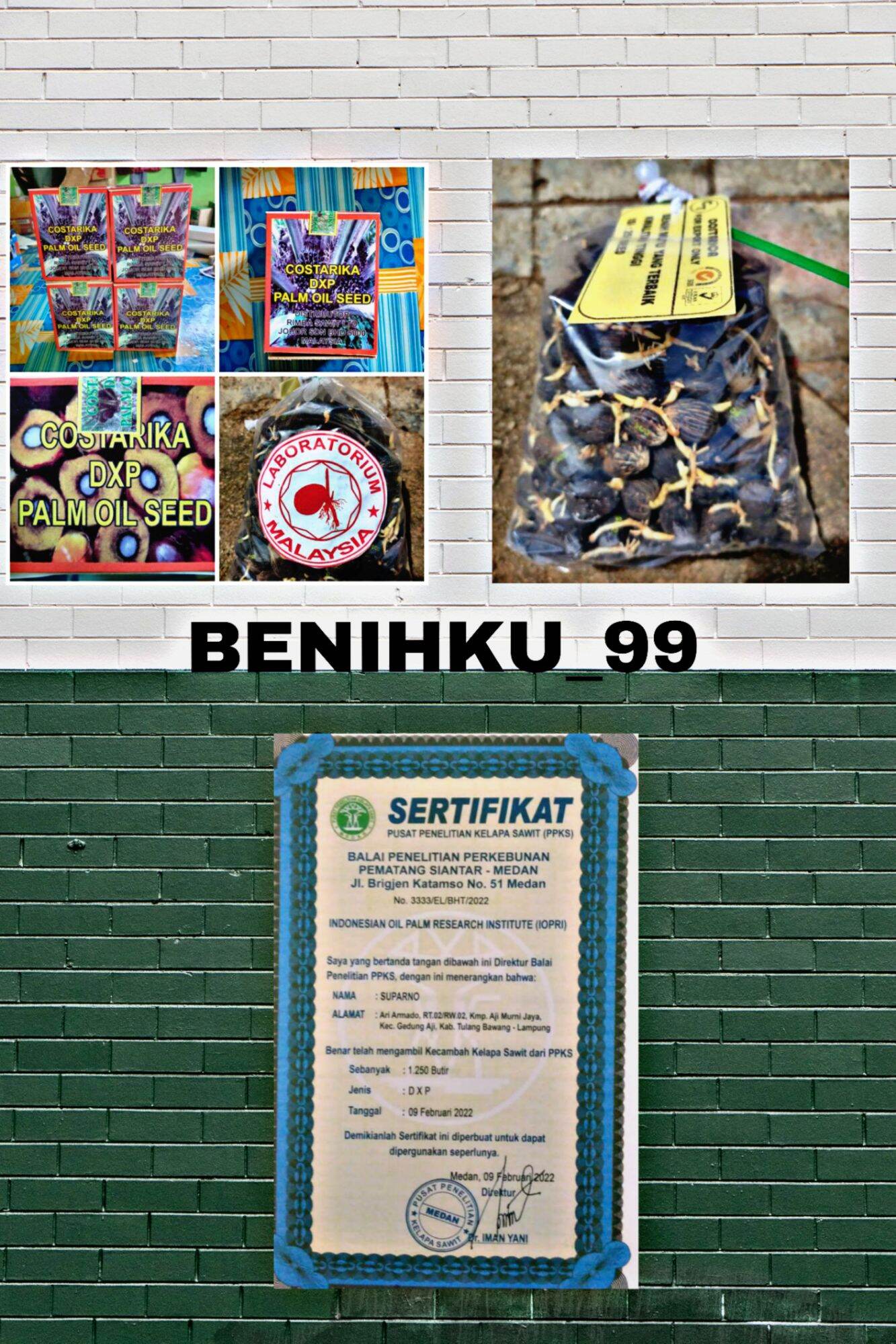 Harga Costarika Terbaru Desember 2022 |BigGo Indonesia