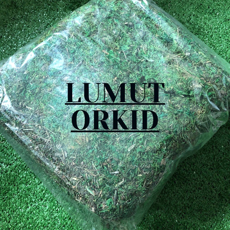 Lumut Best Price in Aug 2021 | BigGo Singapore