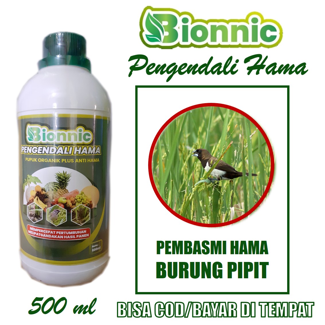 Harga Pipiti Terbaru Desember 2022 |BigGo Indonesia