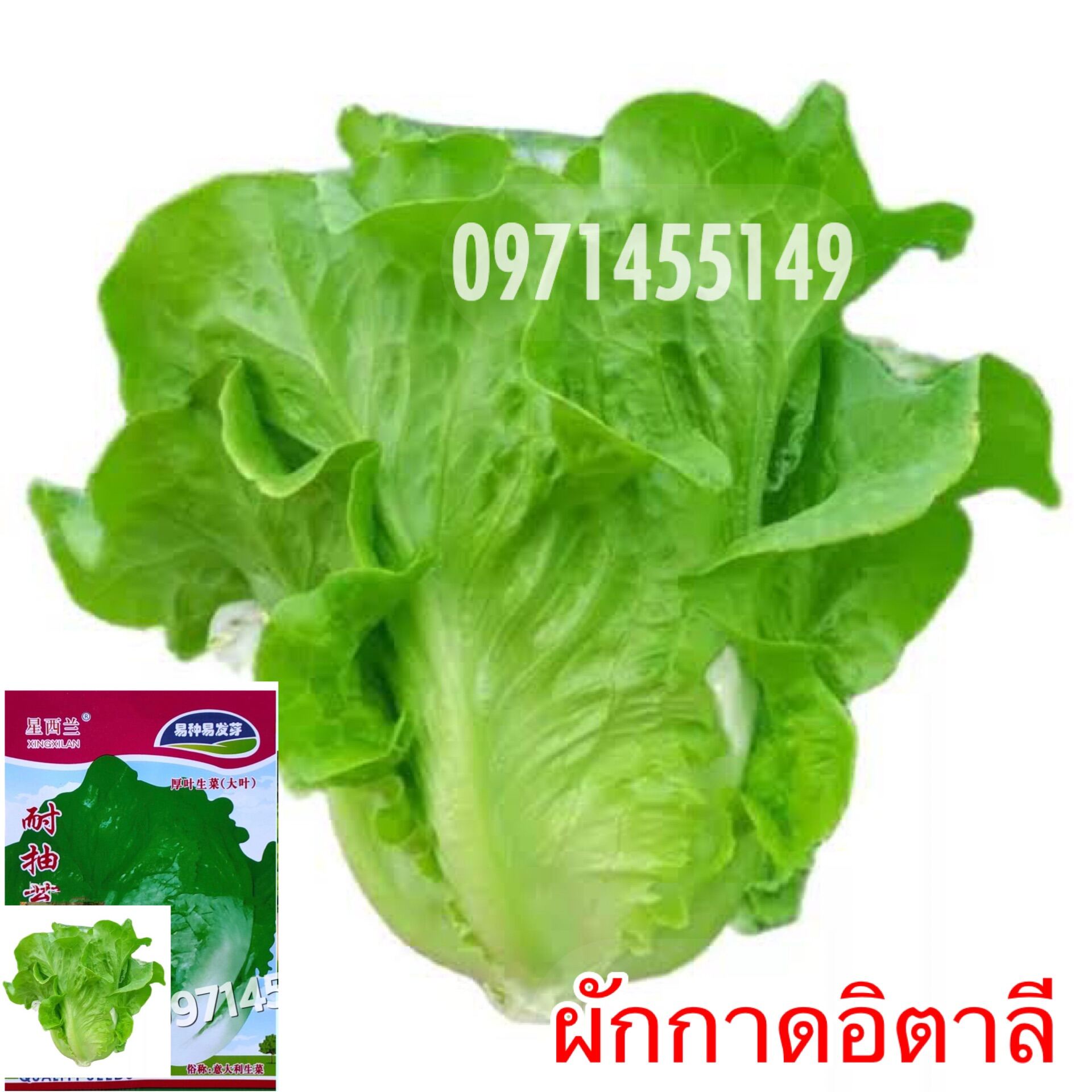 เมล็ดผักกาดหวาน ถูกที่สุด พร้อมโปรโมชั่น พ.ย. 2022|BigGoเช็คราคาง่ายๆ