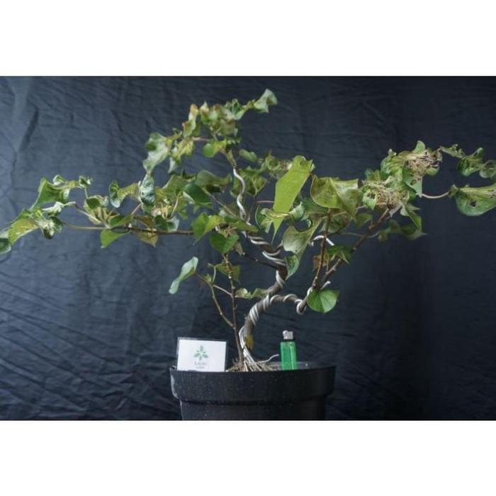 Harga Waru Wayang Terbaru Agustus 2022 |BigGo Indonesia