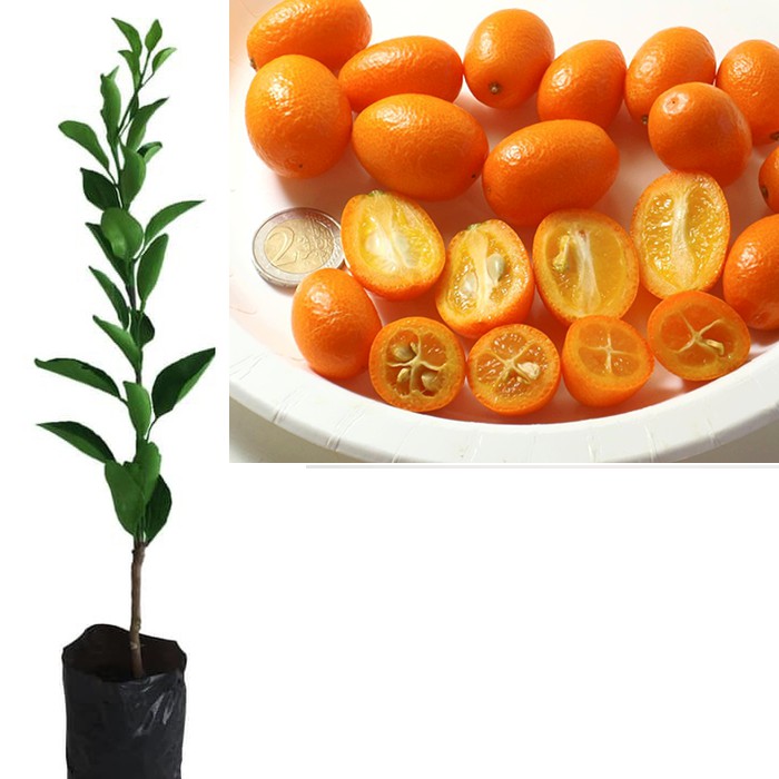 Harga Nagami Terbaru Oktober 2022 |BigGo Indonesia