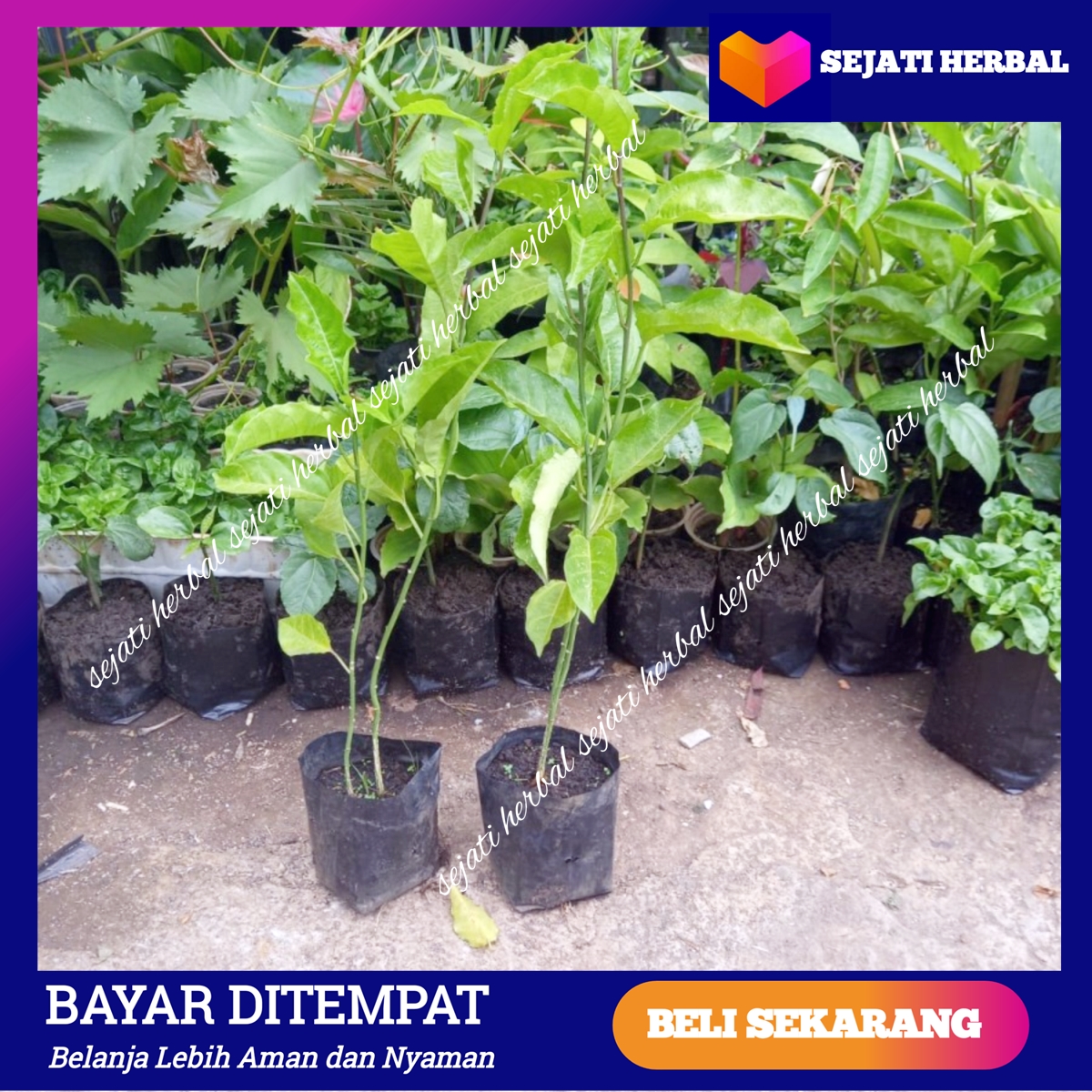 Harga Markisah Terbaru Oktober 2022 |BigGo Indonesia